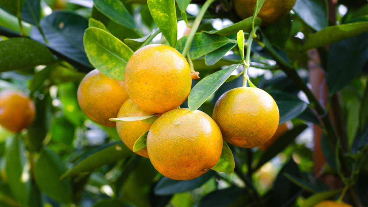 Full Spectrum Hemp CBD & Terpenes PT. II | Healthy Roots Hemp